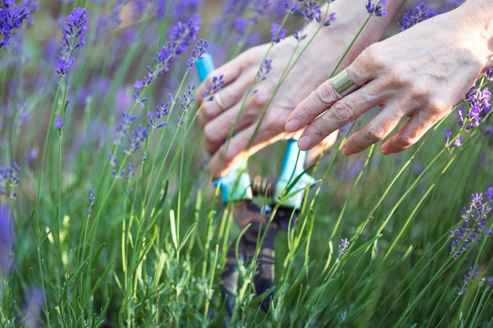 15 gardening tips for April - Trioscape Garden Centre