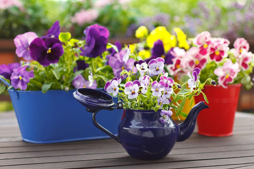 6 fantastic plants for spring pots - Trioscape Garden Centre