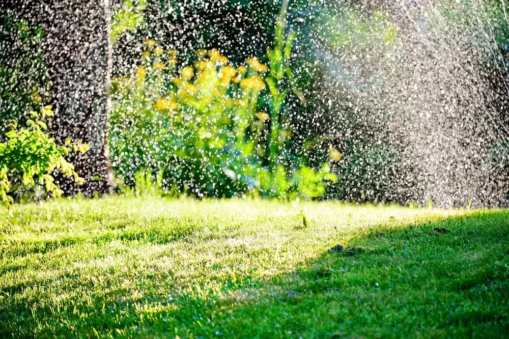 7 ways to help your garden cope with heat waves - Trioscape Garden Centre
