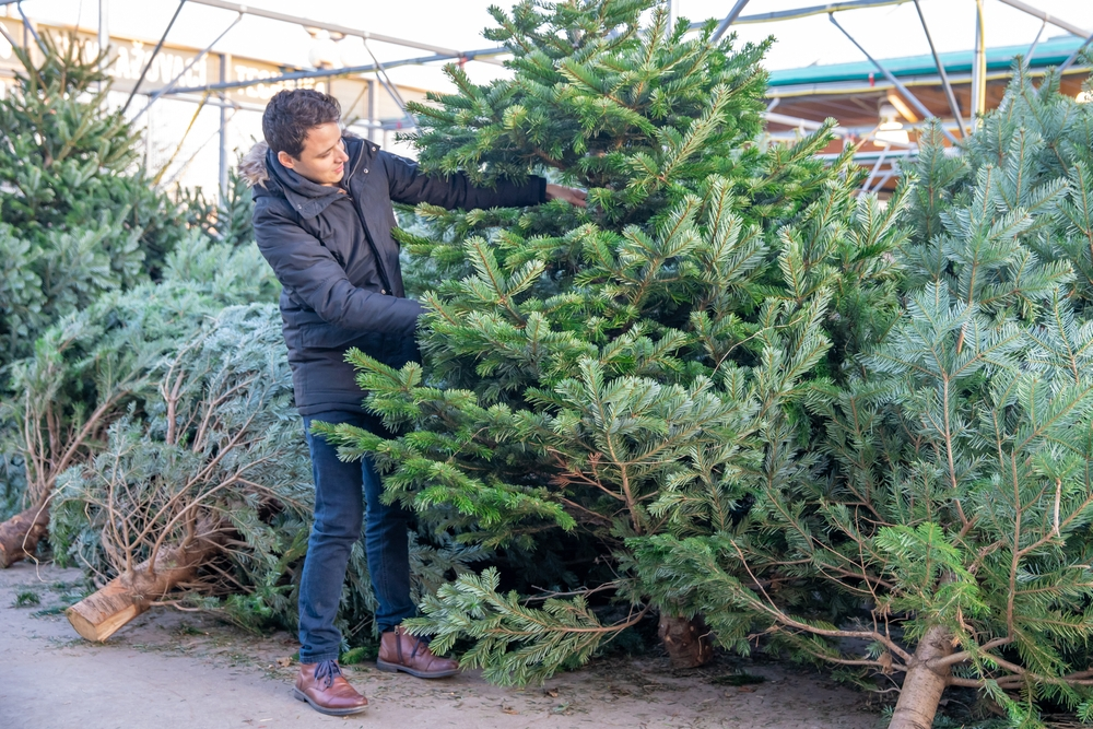 How to choose the right Christmas tree - Trioscape Garden Centre