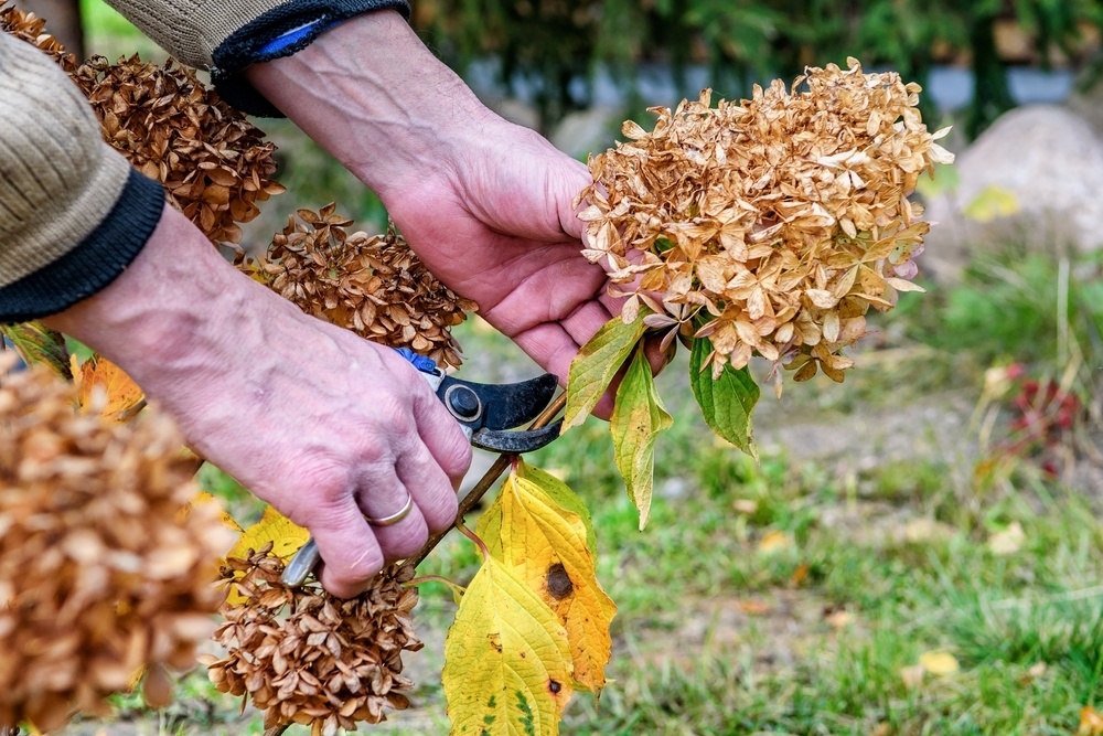 Tips on cutting back perennials in autumn - Trioscape Garden Centre