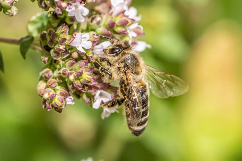 Why are pollinators so important? - Trioscape Garden Centre